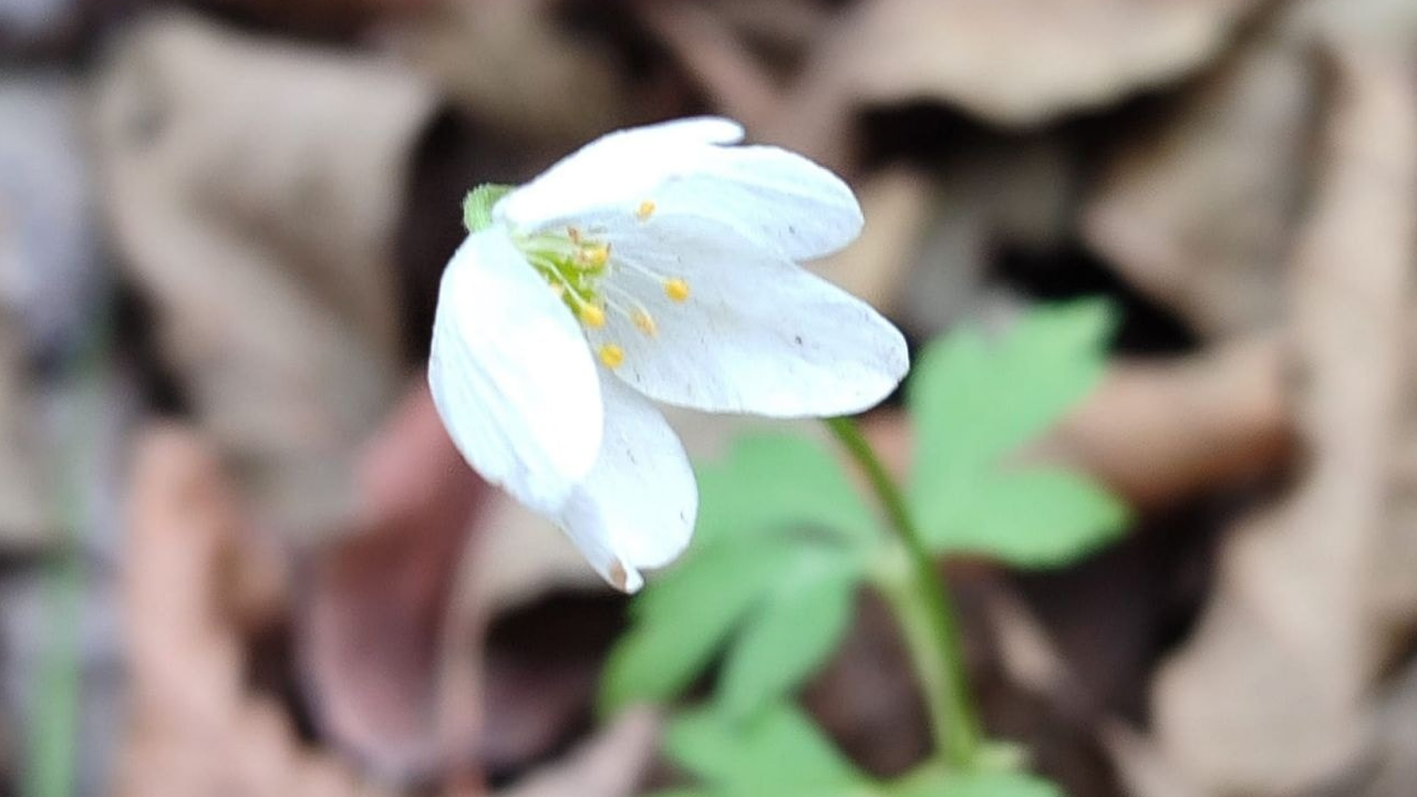 У Волинському нацпарку «Прип’ять–Стохід» у грудні зацвіла анемона дібровна